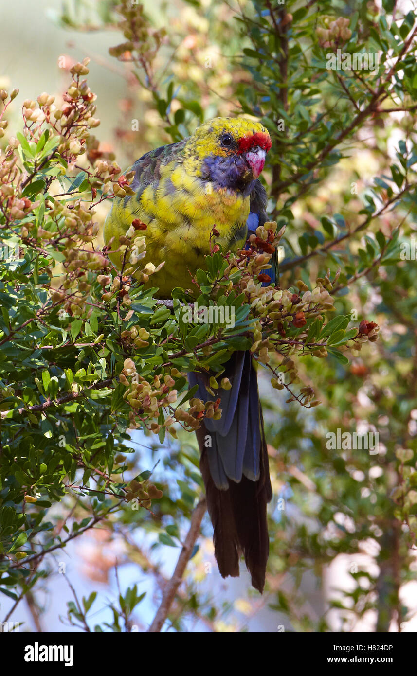 Green Rosella (Platycercus caledonicus), Tasmania, Australia Stock ...