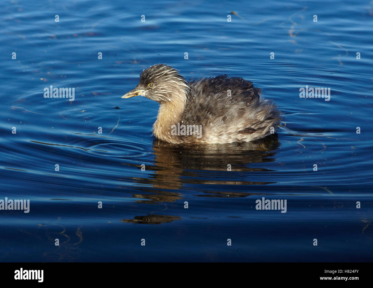 Hoary headed grebe hi-res stock photography and images - Alamy