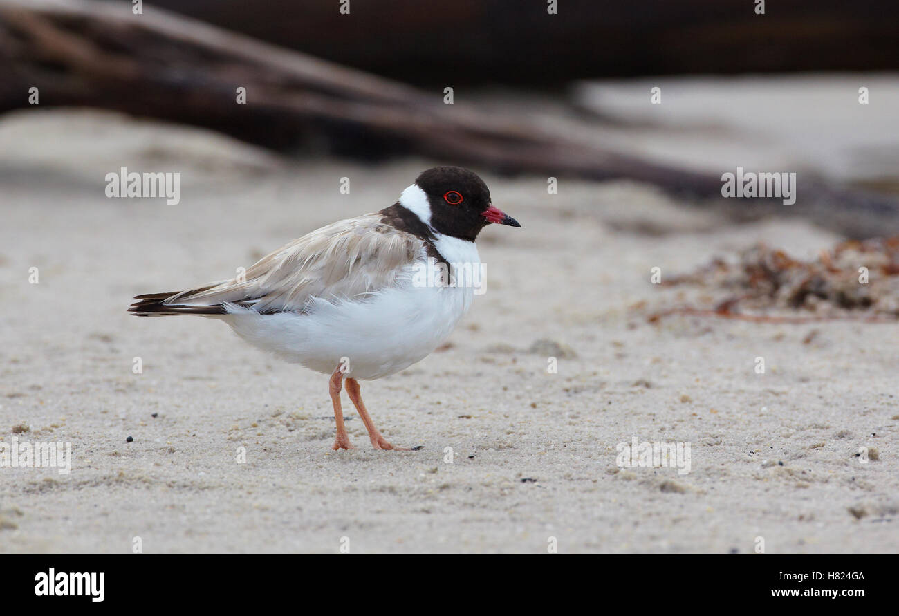 Hooded Plover (Thinornis rubricollis) in breeding plumage, Wilsons ...