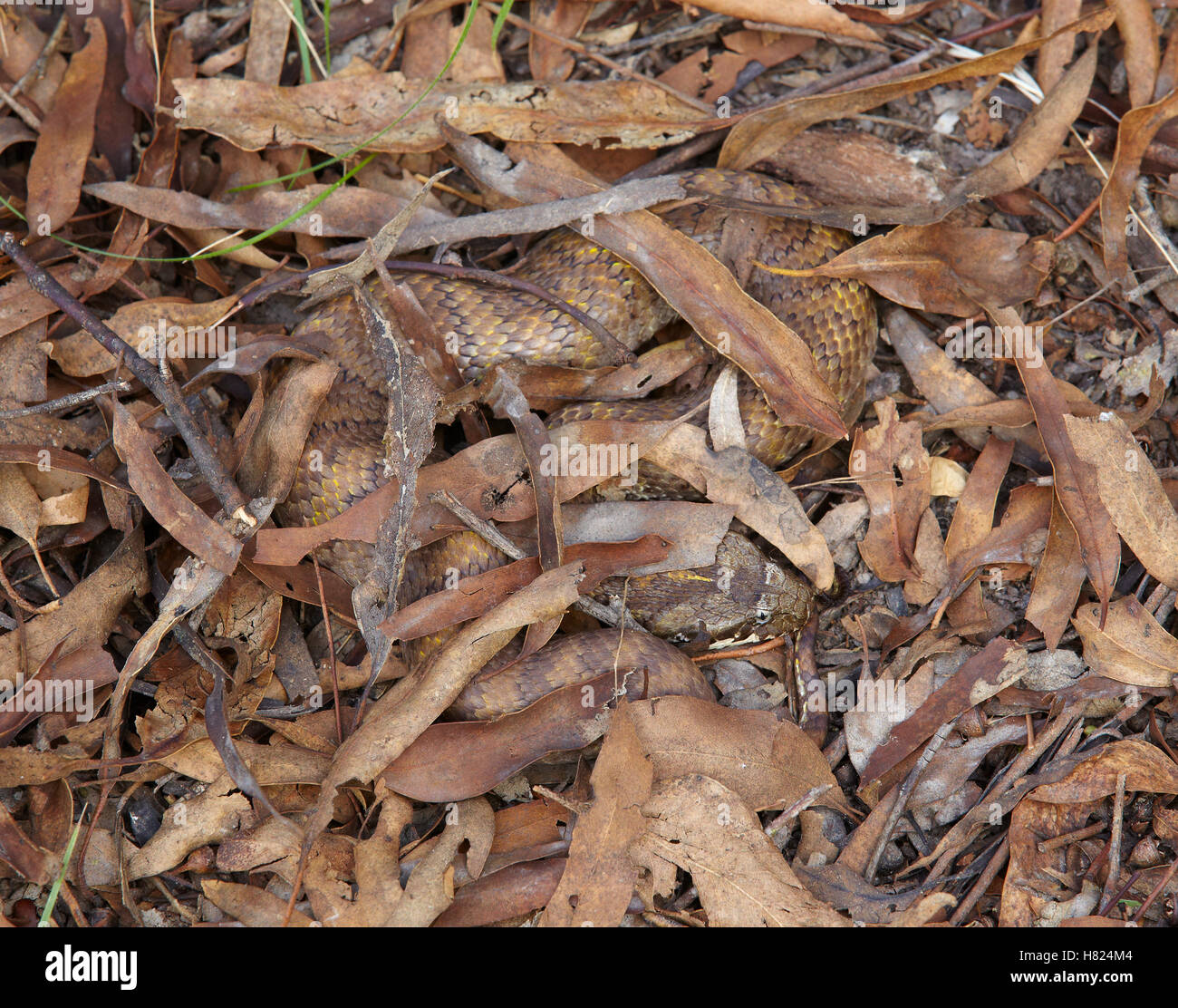Northern Death Adder (Acanthophis praelongus) camouflaged in leaf ...