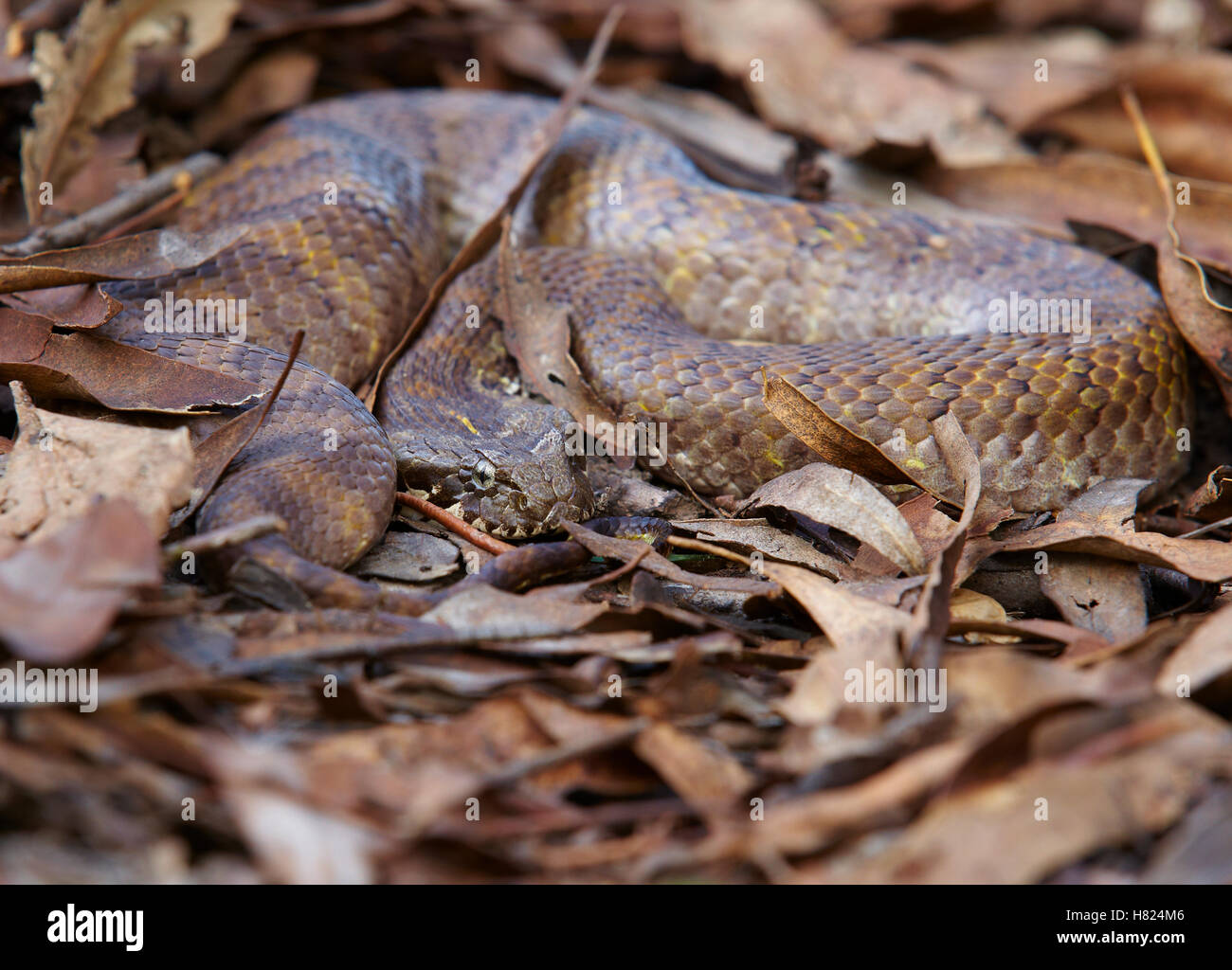 Northern Death Adder (Acanthophis praelongus) camouflaged in leaf ...