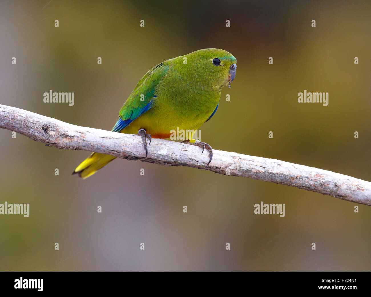 Orange-bellied Parrot (Neophema chrysogaster) female, Tasmania ...