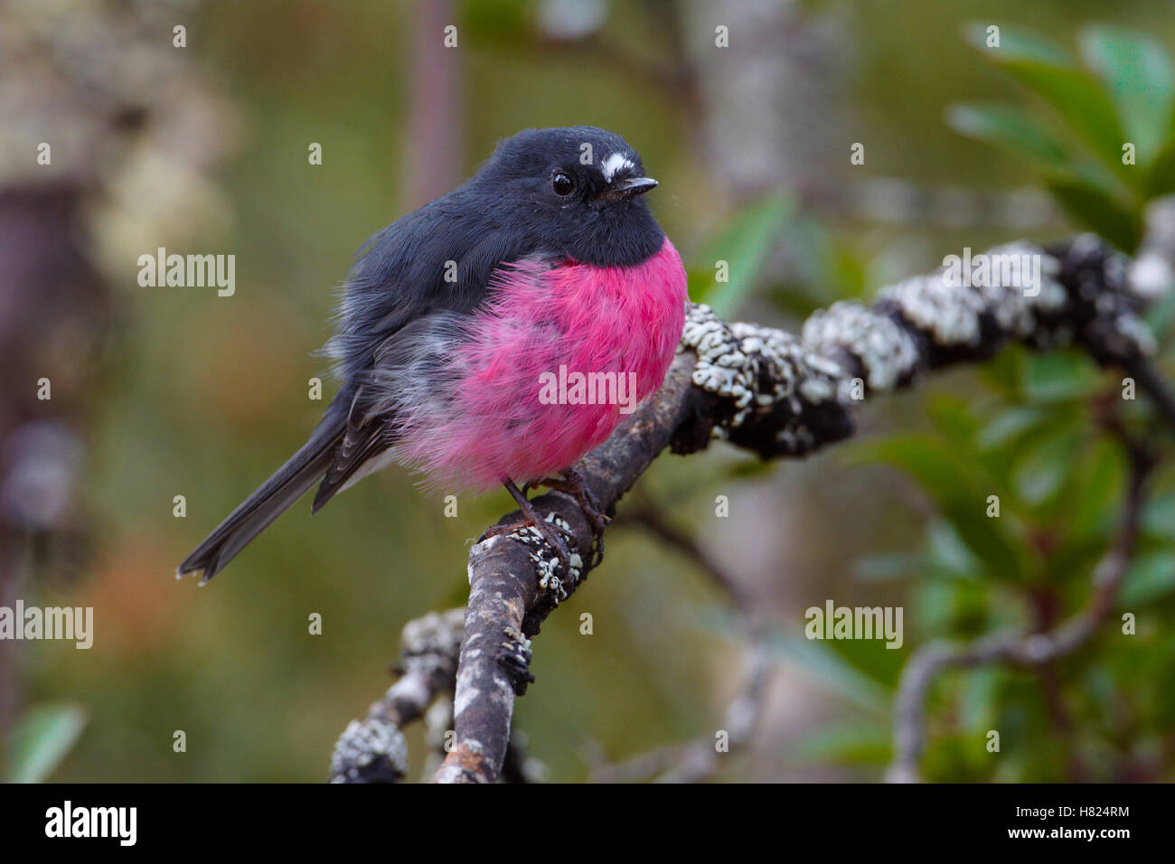 Pink Robin (Petroica rodinogaster) male, Tasmania, Australia Stock ...