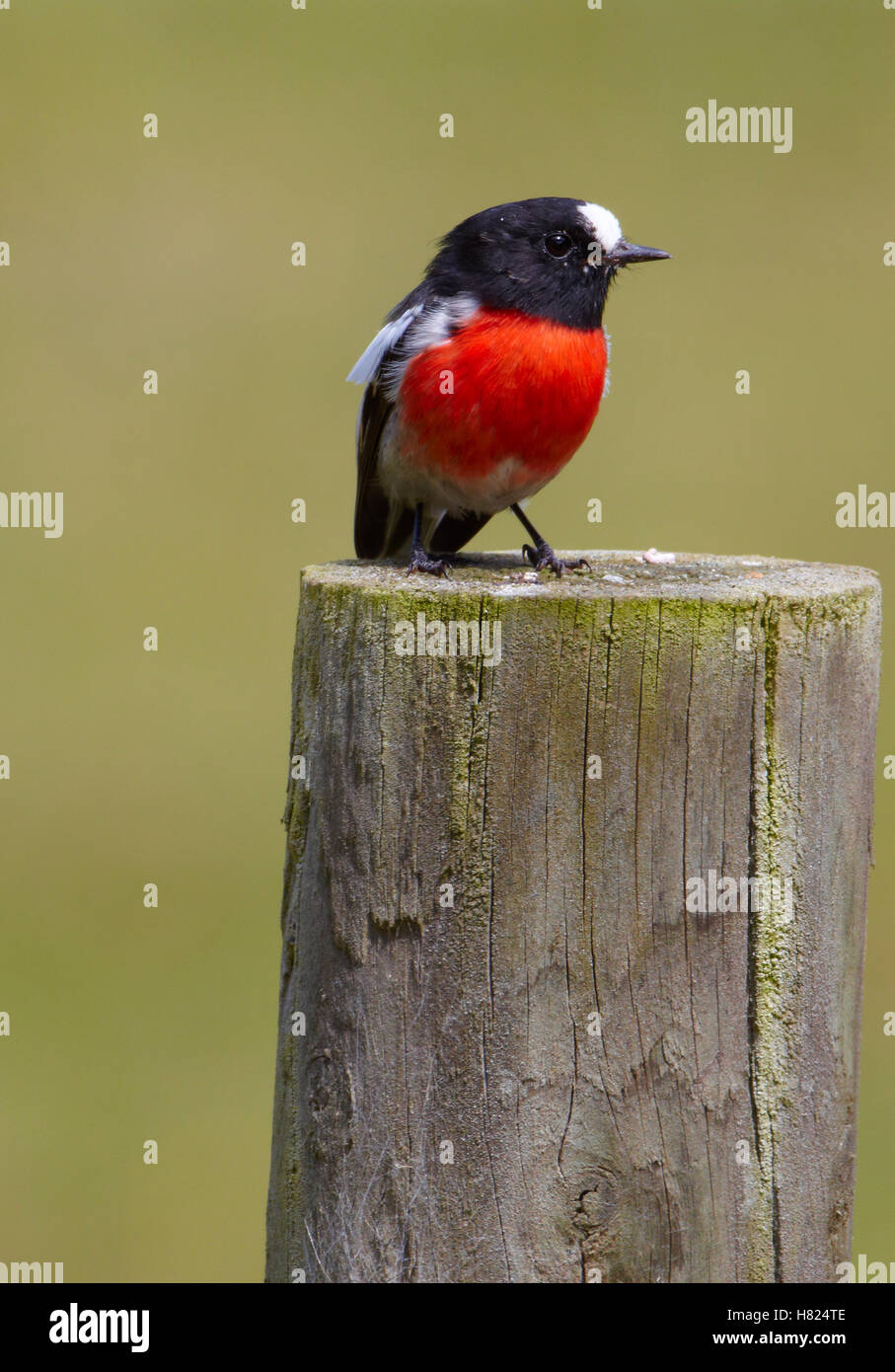 Scarlet Robin (Petroica boodang) male, Bruny Island, Tasmania ...