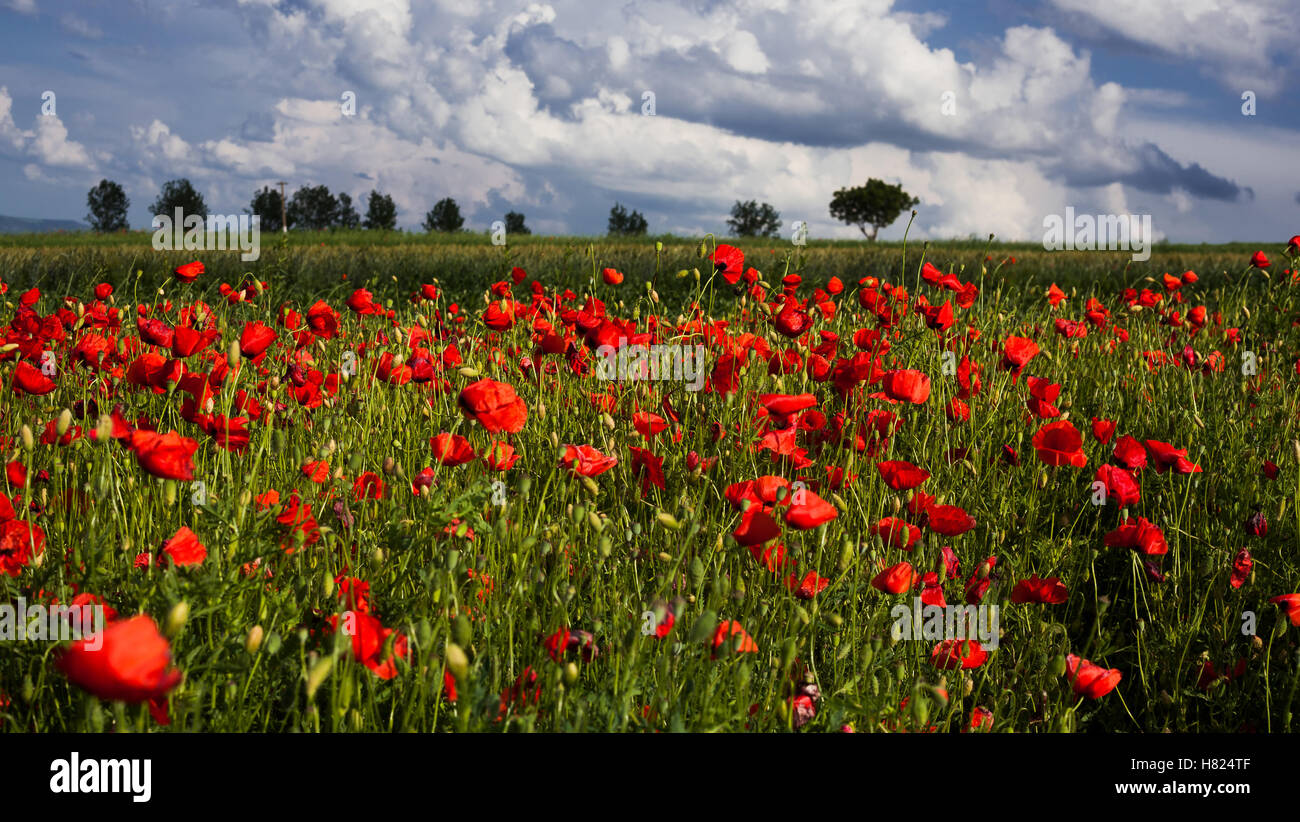 wild poppy field - Armistice day background Stock Photo - Alamy
