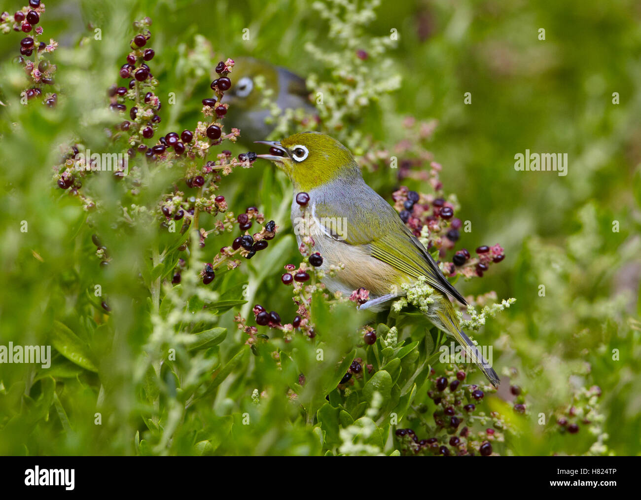 Silvereye (Zosterops lateralis), Wilsons Promontory National Park ...