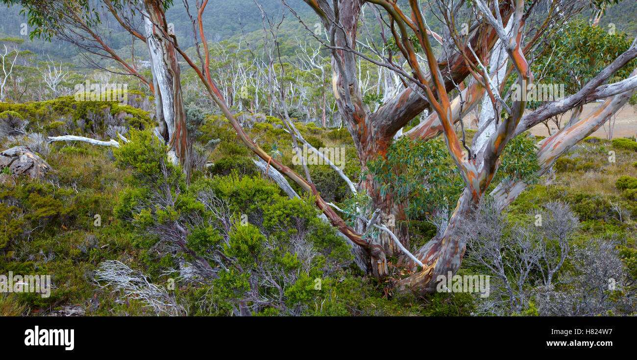 Snow Gum (Eucalyptus pauciflora) trees, Mount Field National Park ...