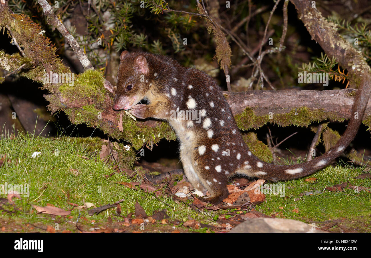 Spotted-tailed Quoll (Dasyurus maculatus) foraging at night, Cradle ...