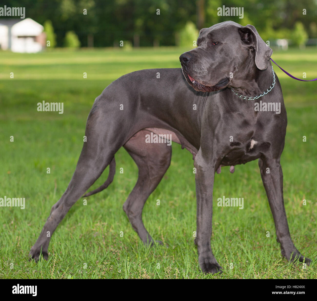 Female great dane hi-res stock photography and images - Alamy