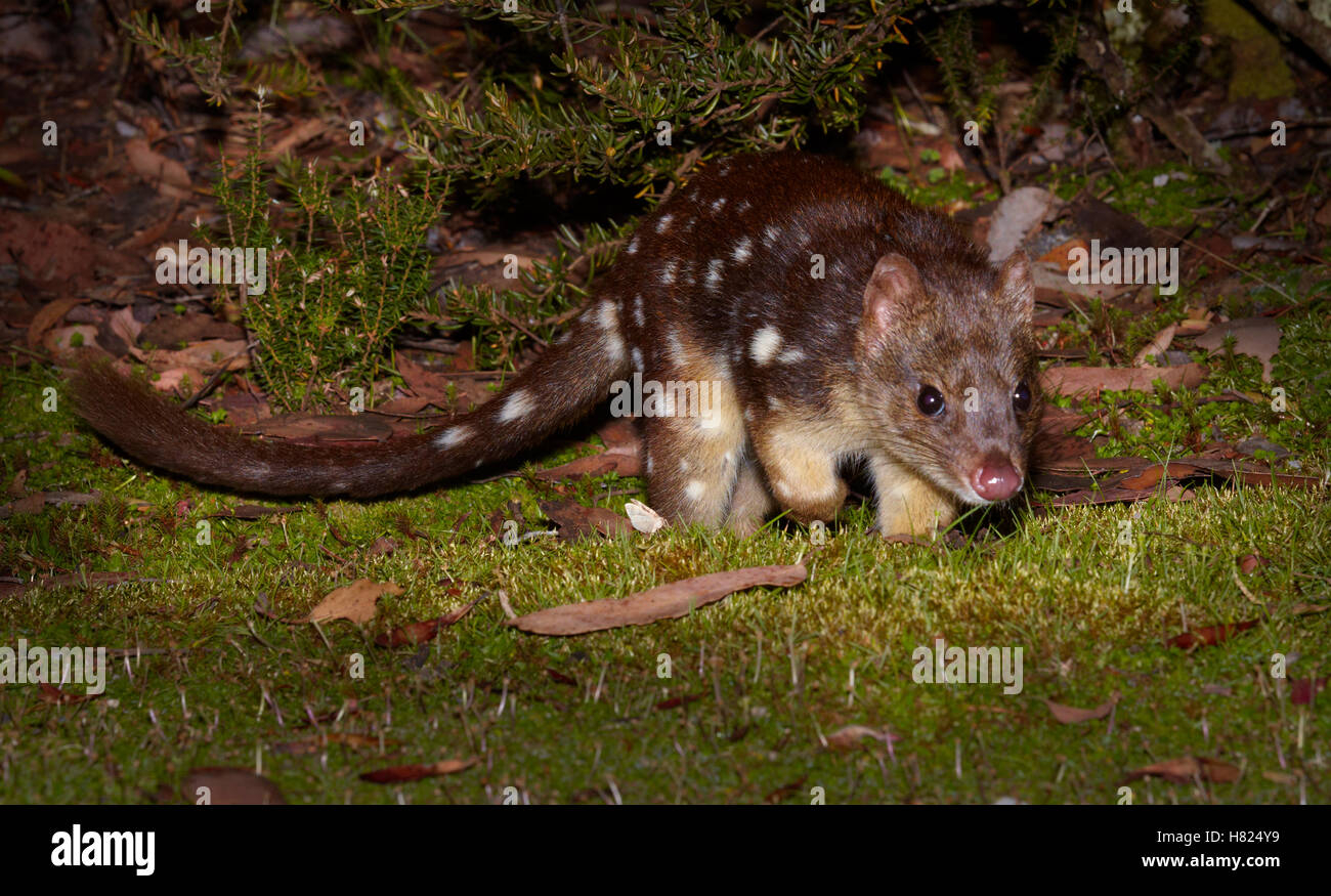 Spotted-tailed Quoll (Dasyurus maculatus) at night, Cradle Mountain ...