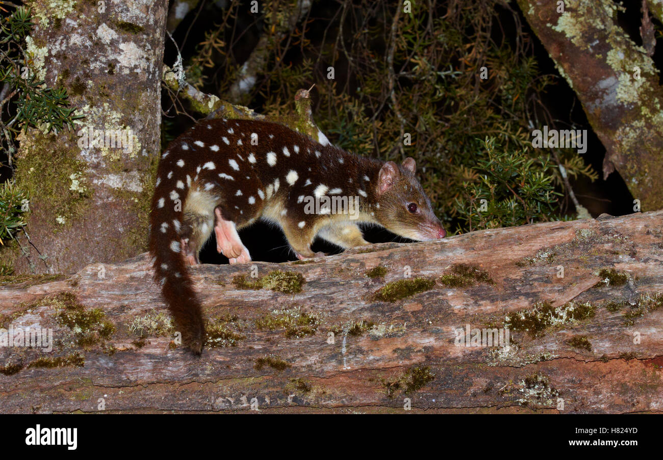 Spotted-tailed Quoll (Dasyurus maculatus), Arthur River, Tasmania ...