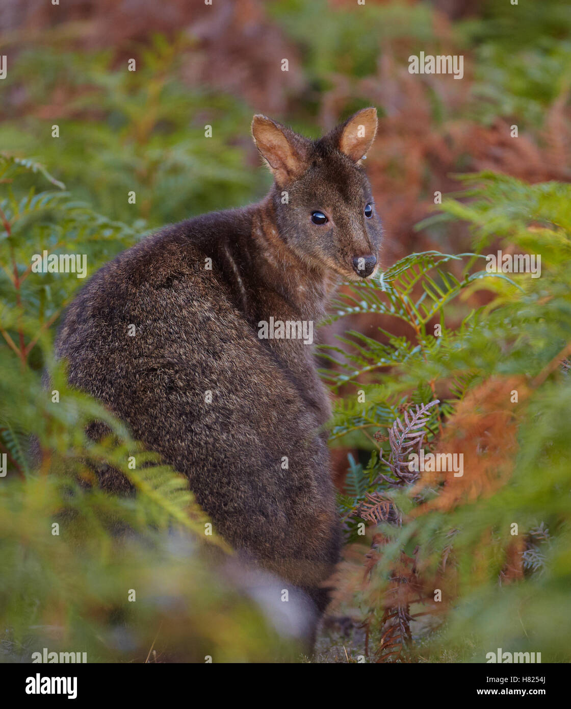 Red-bellied Pademelon (Thylogale billardierii), Narawntapu National ...