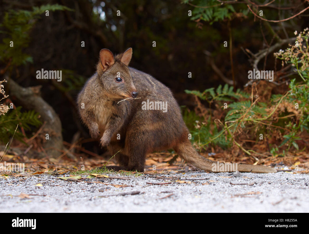 Red-bellied Pademelon (Thylogale billardierii), Mount William National ...