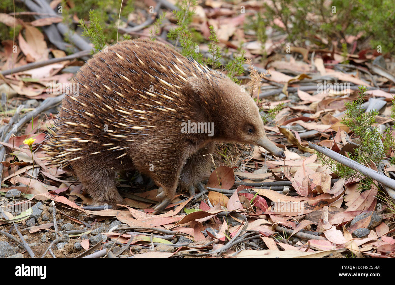 Short-beaked Echidna (Tachyglossus aculeatus), Australia Stock Photo ...