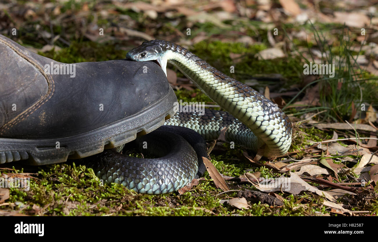 Tiger Snake (Notechis scutatus) biting shoe after being stepped on ...
