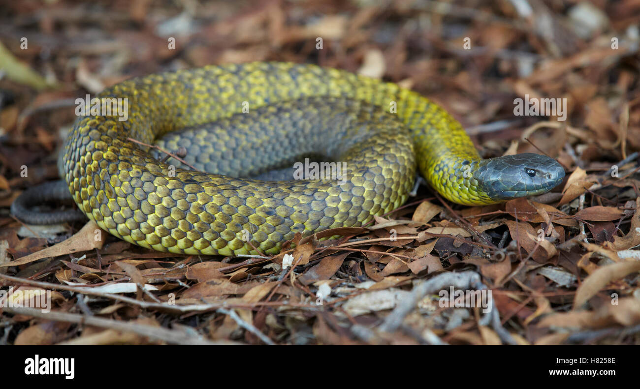 Black Tiger Snake (Notechis ater), Tasmania, Australia Stock Photo - Alamy