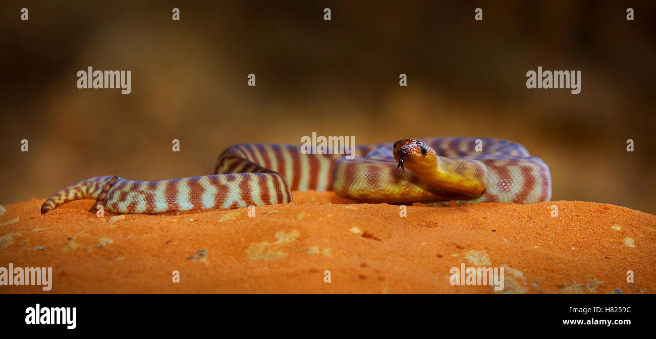 Ramsay's Python (Aspidites ramsayi), Australia Stock Photo - Alamy
