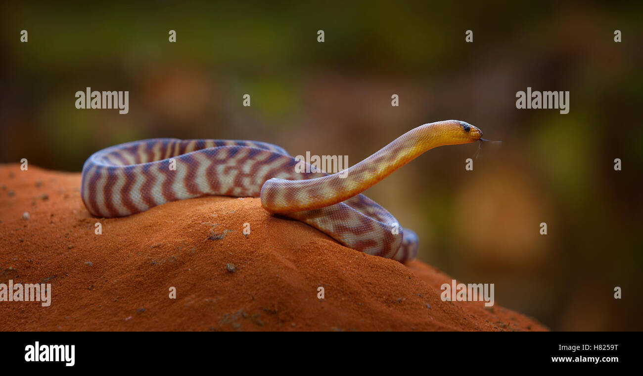 Ramsay's Python (Aspidites ramsayi), Australia Stock Photo - Alamy