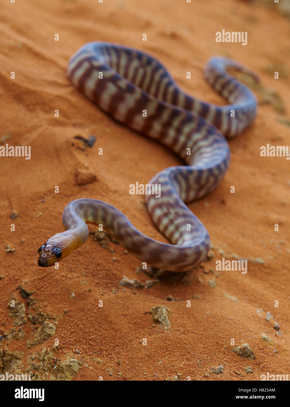 Ramsay's Python (Aspidites ramsayi), Australia Stock Photo - Alamy