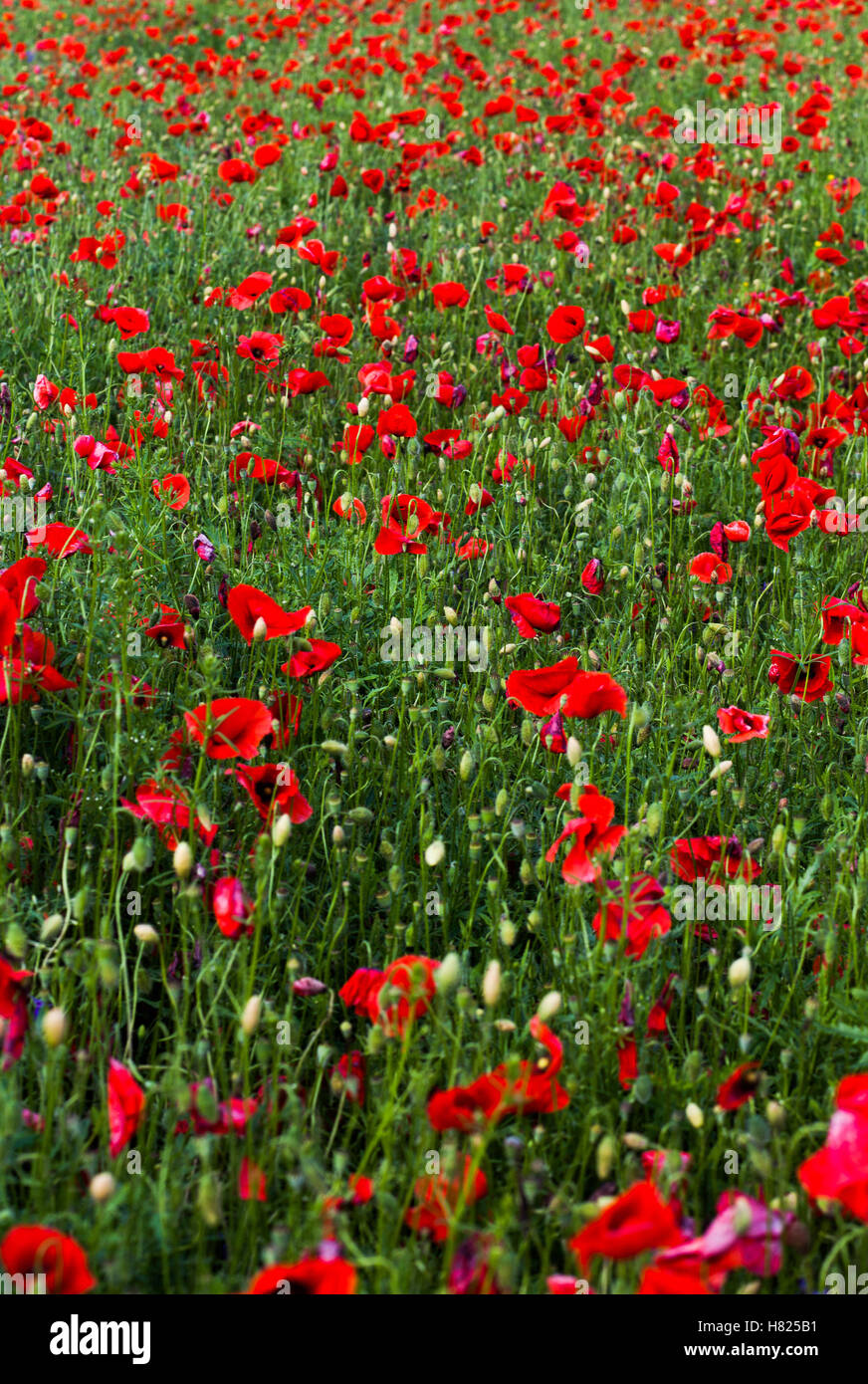 wild poppy field - Armistice day background Stock Photo - Alamy