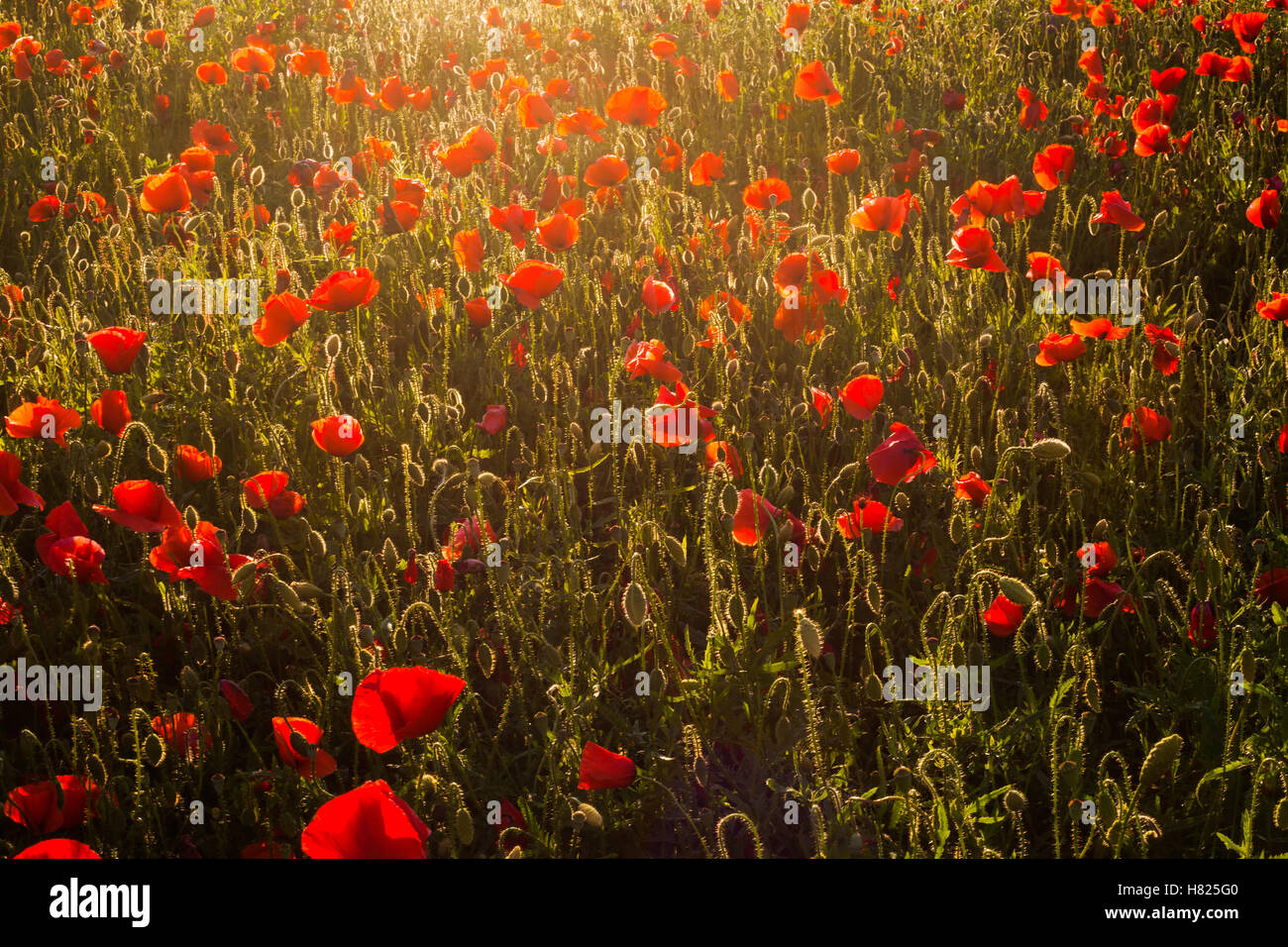 wild poppy field - Armistice day background Stock Photo - Alamy