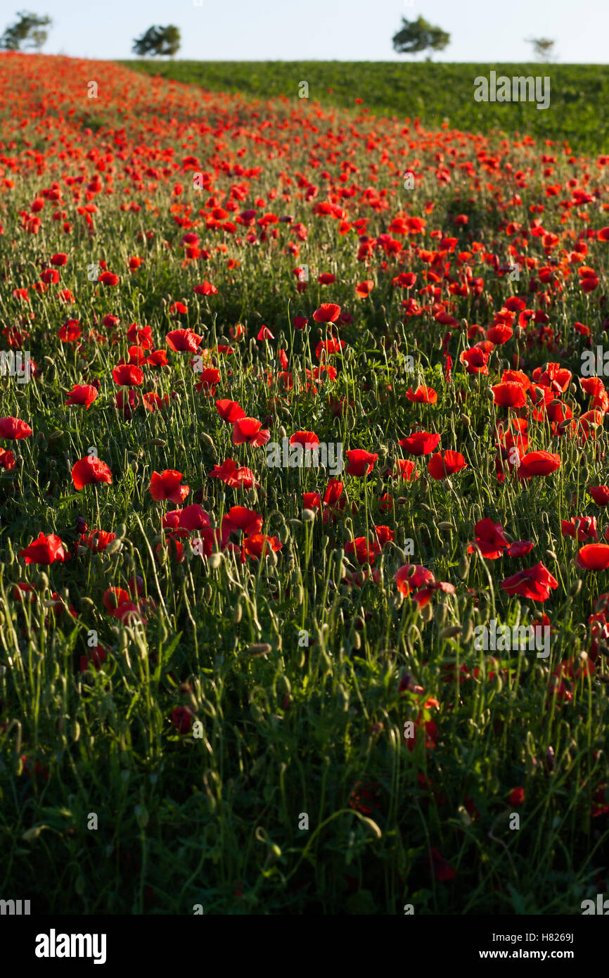 wild poppy field - Armistice day background Stock Photo - Alamy