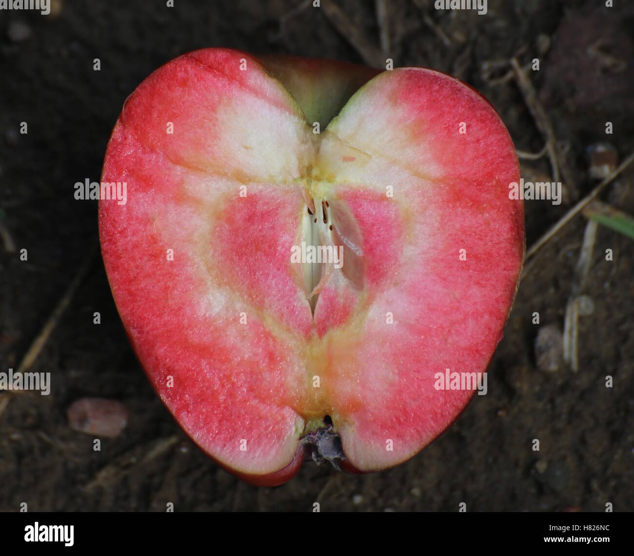 Rosaceae skin hi-res stock photography and images - Alamy