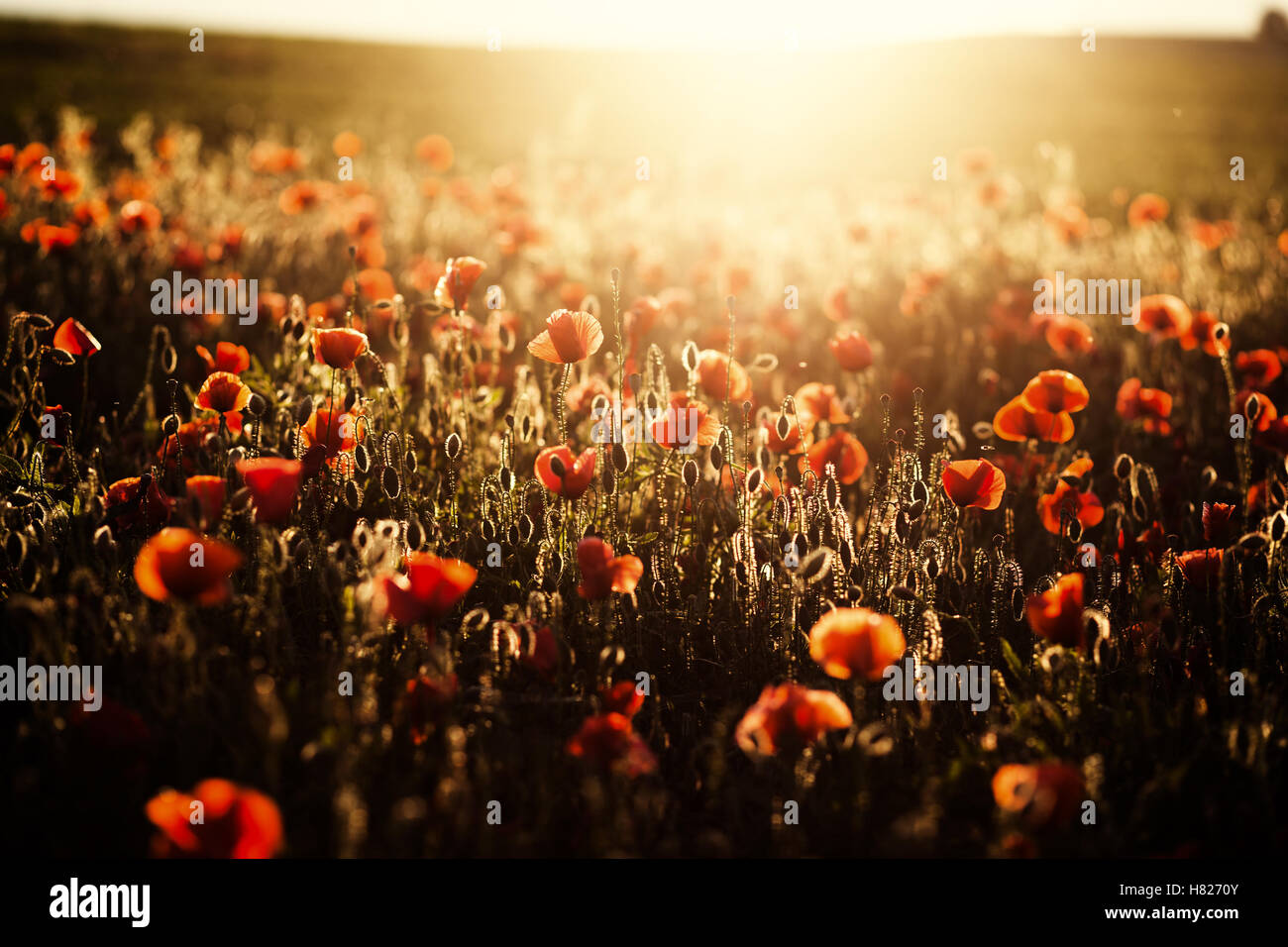 wild poppy field - Armistice day background Stock Photo - Alamy