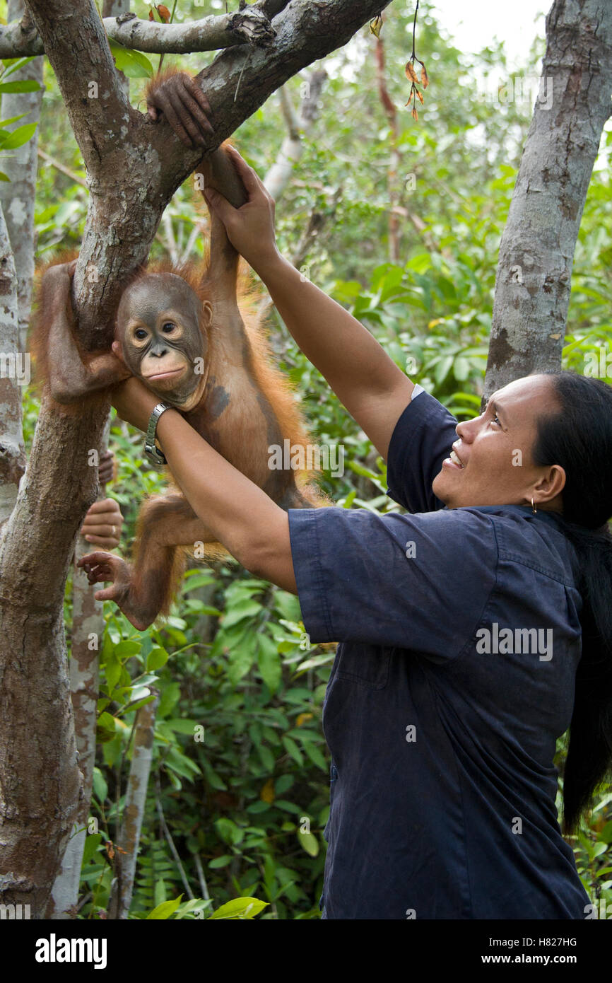 Orangutan (Pongo pygmaeus) caretaker putting infants in tree for forest ...