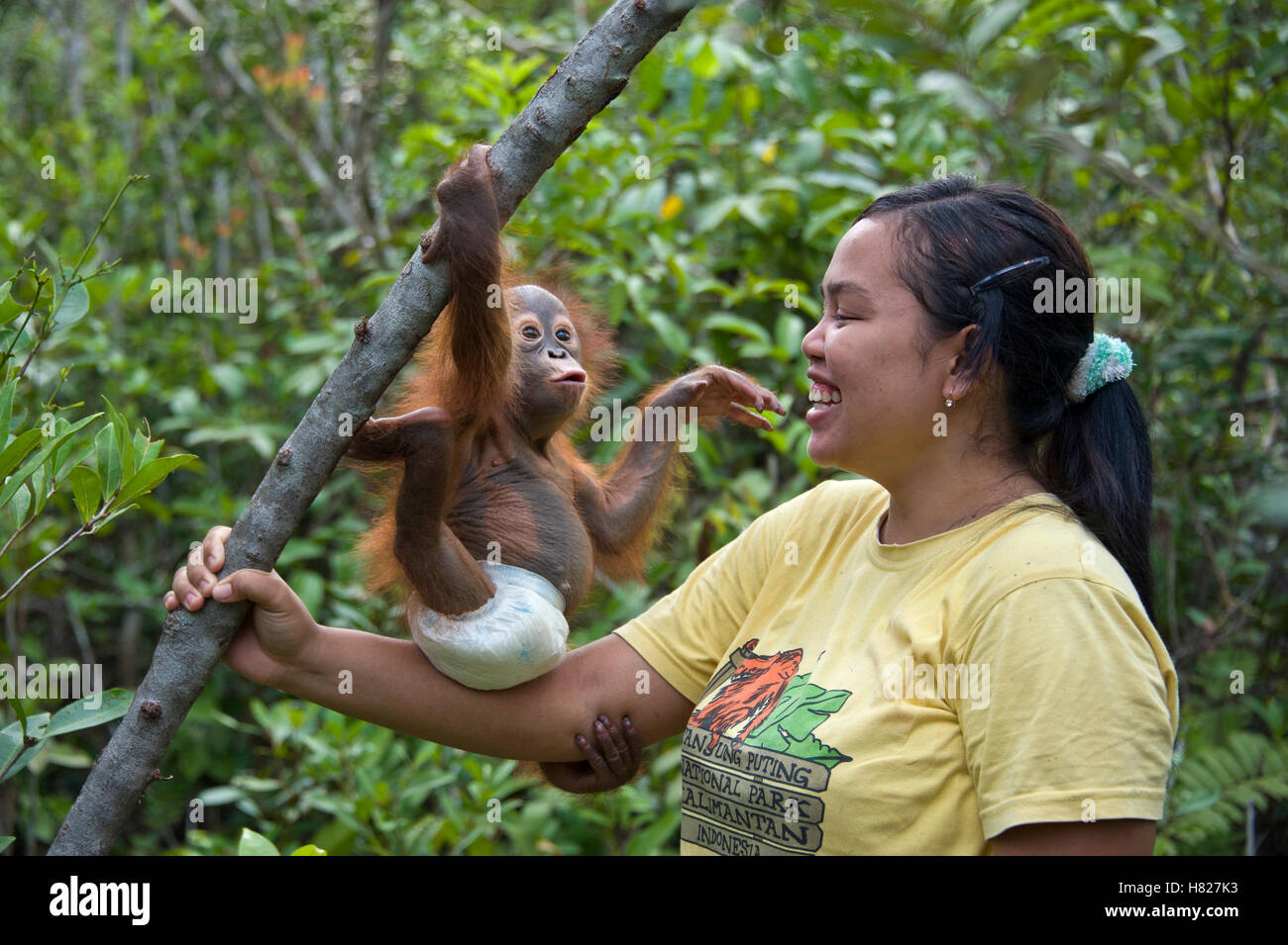 Orangutan (Pongo pygmaeus) caretaker with infant playing in tree during ...