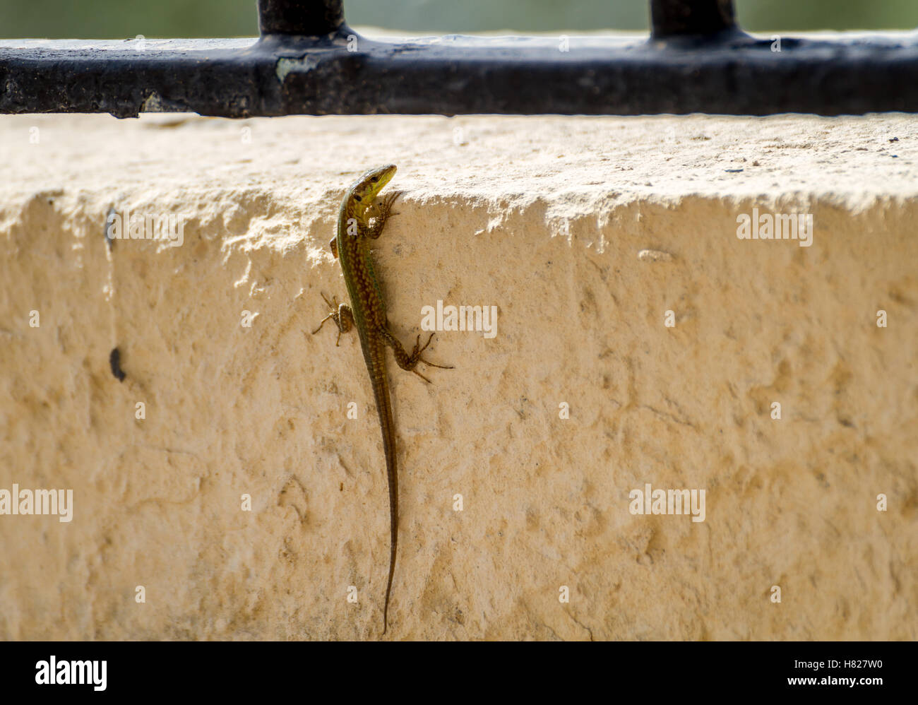 Small lizard on wall hi-res stock photography and images - Alamy