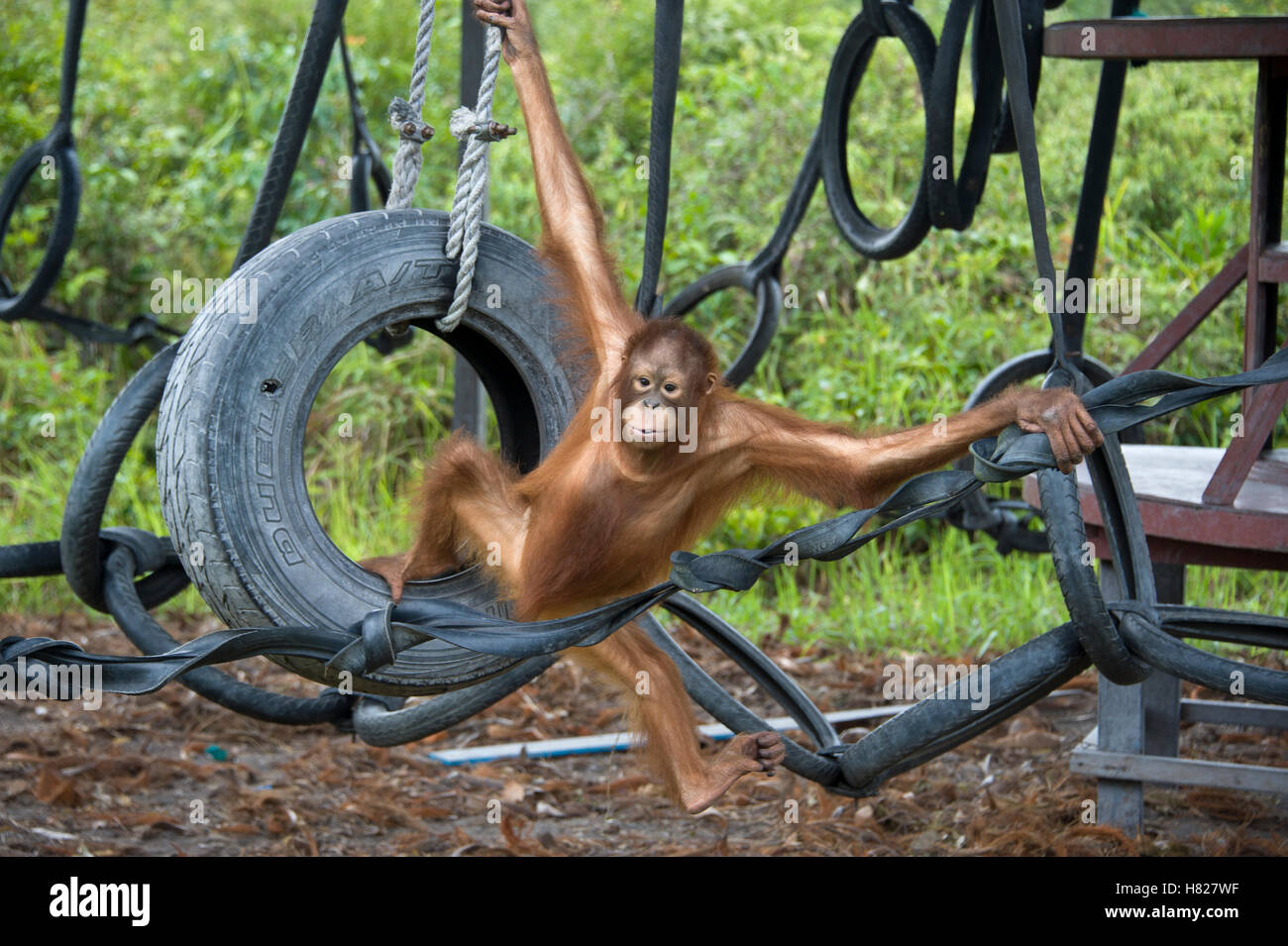 Orangutan (Pongo pygmaeus) juvenile in play area, Orangutan Care Center ...