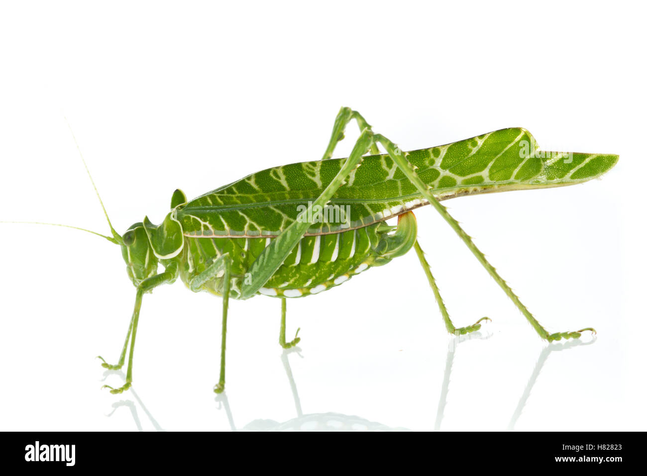 Acacia Katydid (Terpnistria zebrata), Mozambique Stock Photo - Alamy
