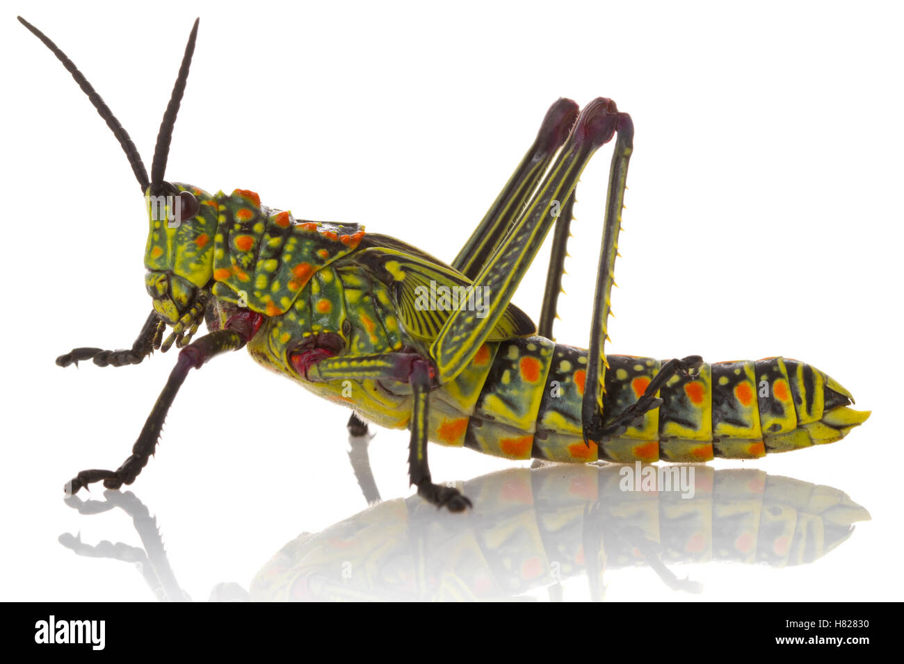 Green Milkweed Locust (Phymateus viridipes), Gorongosa National Park ...