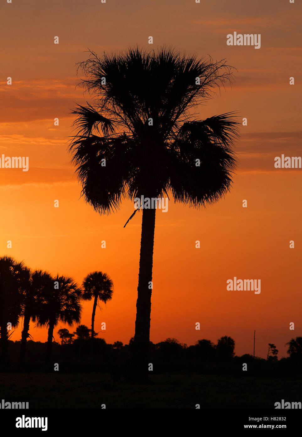 Single palm tree alone with an orange sky behind Stock Photo - Alamy