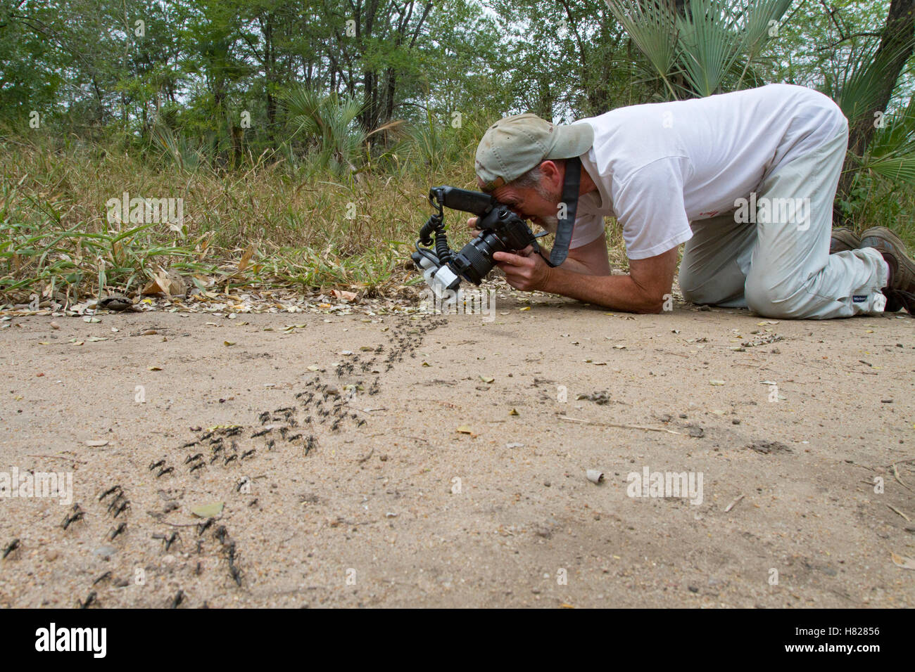 Matabele Ant (Pachycondyla analis) group streaming past entomologiest ...