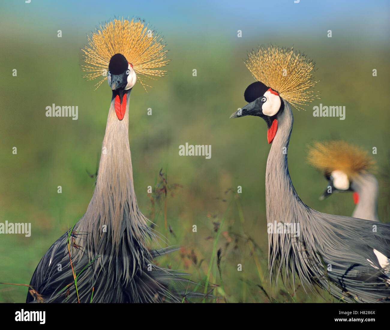 Crowned Crane (Balearica sp) pair, Nairobi National Park, Kenya Stock ...