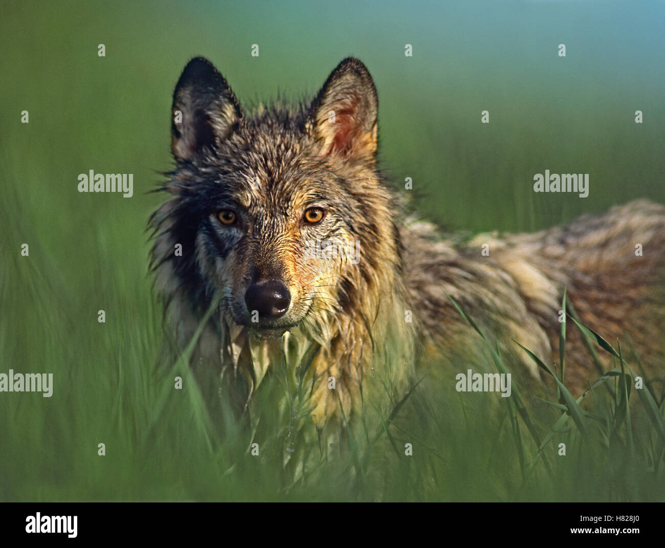 Gray Wolf (Canis lupus), native to North America Stock Photo - Alamy