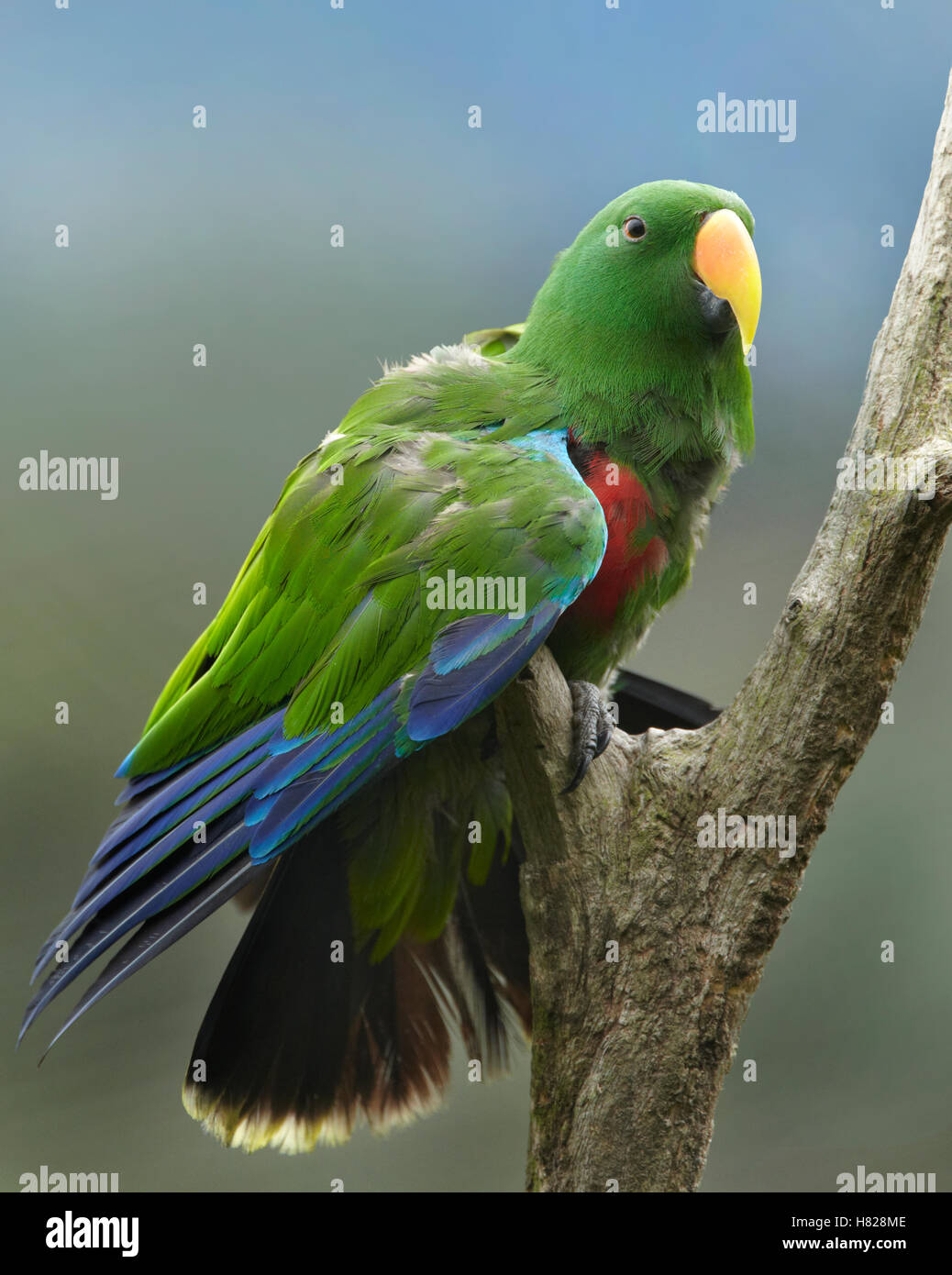 Eclectus Parrot (Eclectus roratus) male, Jurong Bird Park, Singapore ...