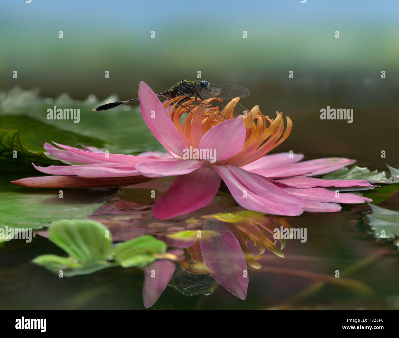 Water Lily (Nymphaeaceae) flower and dragonfly, Singapore Zoo ...
