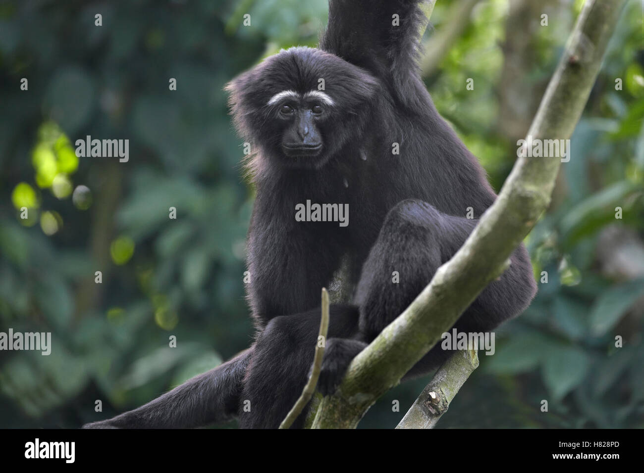 Hoolock Gibbon (Hylobates hoolock), Singapore Zoo, Singapore Stock ...