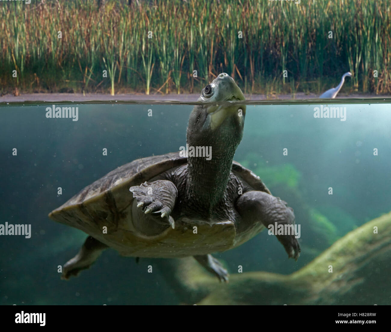 Turtle (Geoemydidae) breathing at surface, Jurong Bird Park, Singapore ...