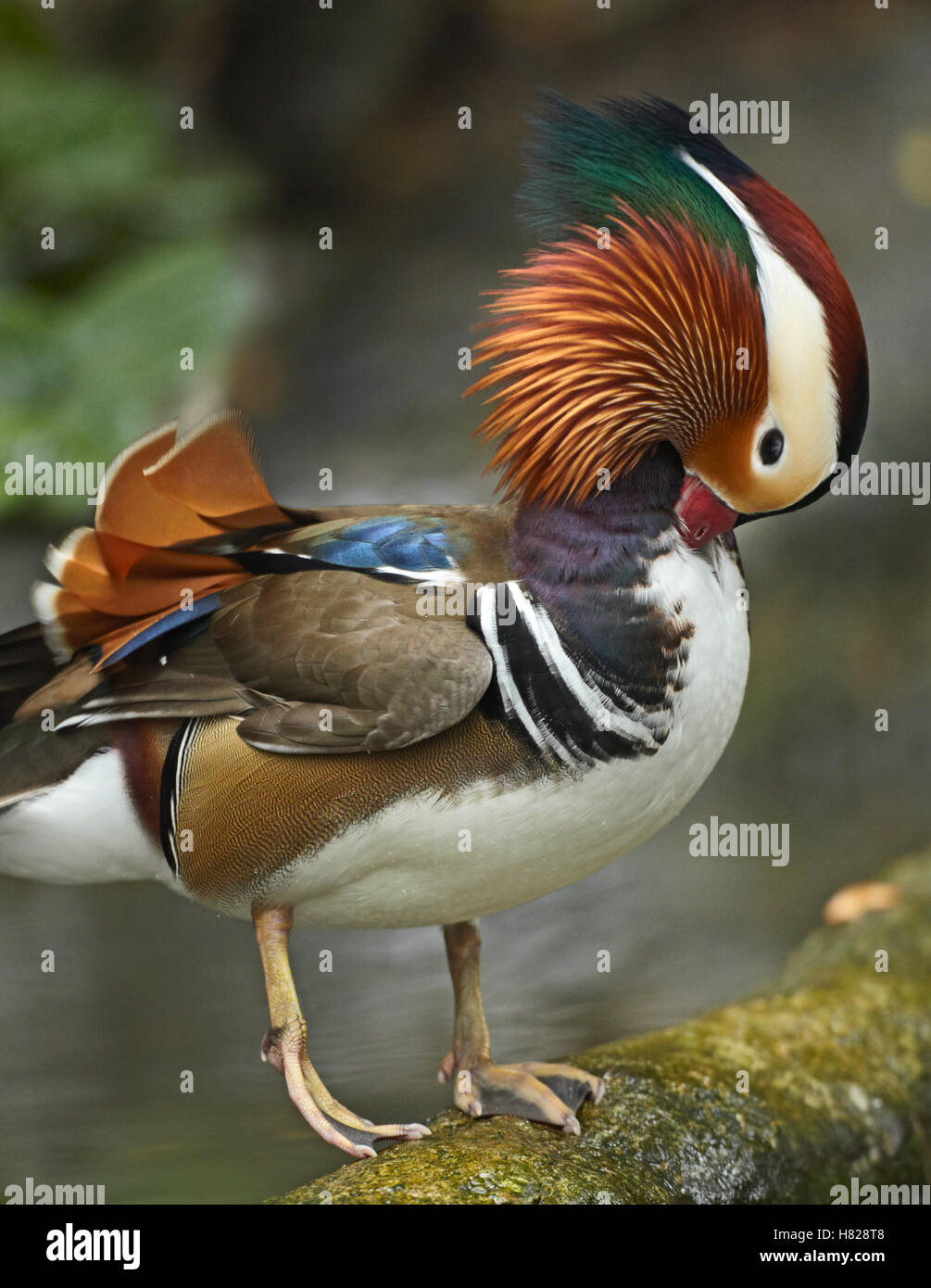 Mandarin Duck (Aix galericulata) male preening, Jurong Bird Park ...