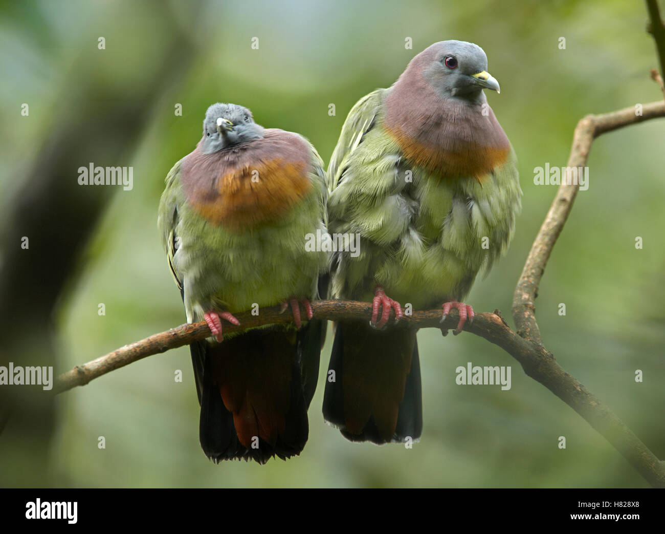 Pink-necked Green-Pigeon (Treron vernans) pair, Jurong Bird Park ...