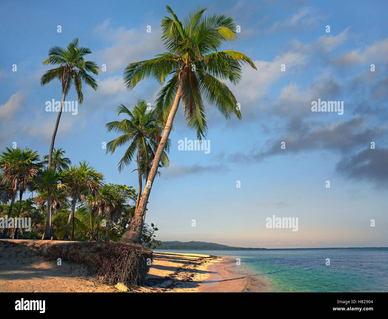Palm trees, Palmetto Bay, Roatan Island, Honduras Stock Photo - Alamy