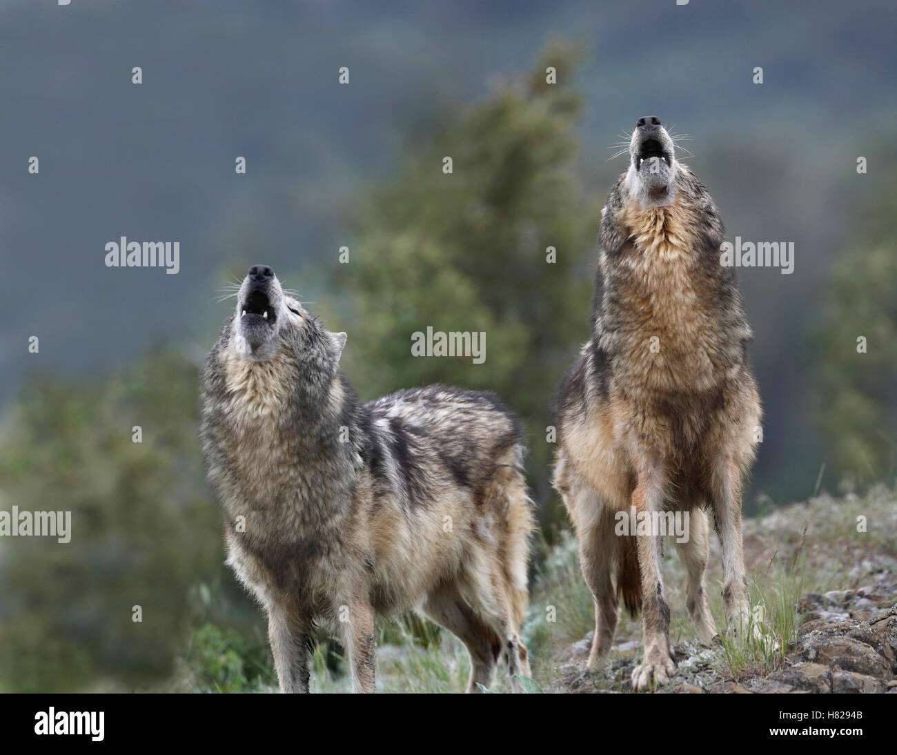 Timber Wolf (Canis lupus) pair howling, Minnesota Stock Photo - Alamy