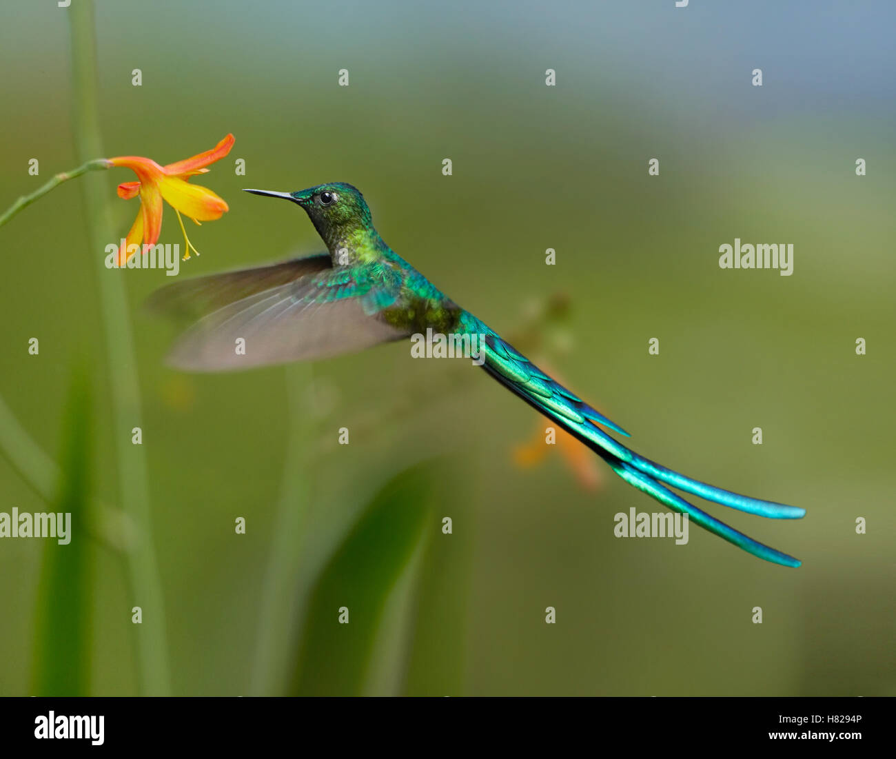 Long-tailed Sylph (Aglaiocercus kingi) feeding on flower nectar, Jurong ...