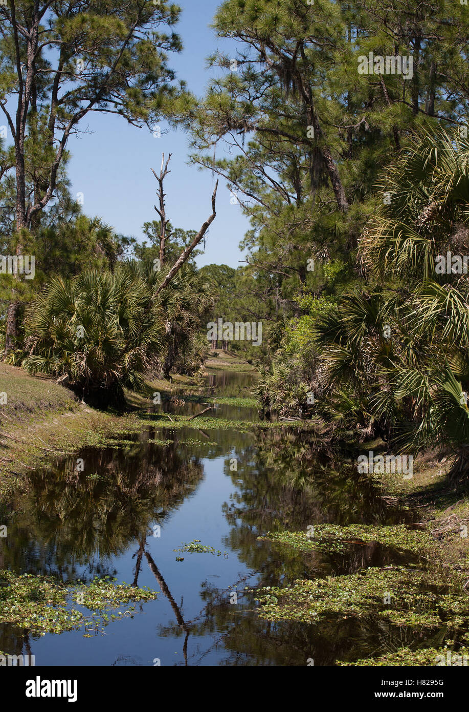 Small water inlet running through palm trees Stock Photo - Alamy