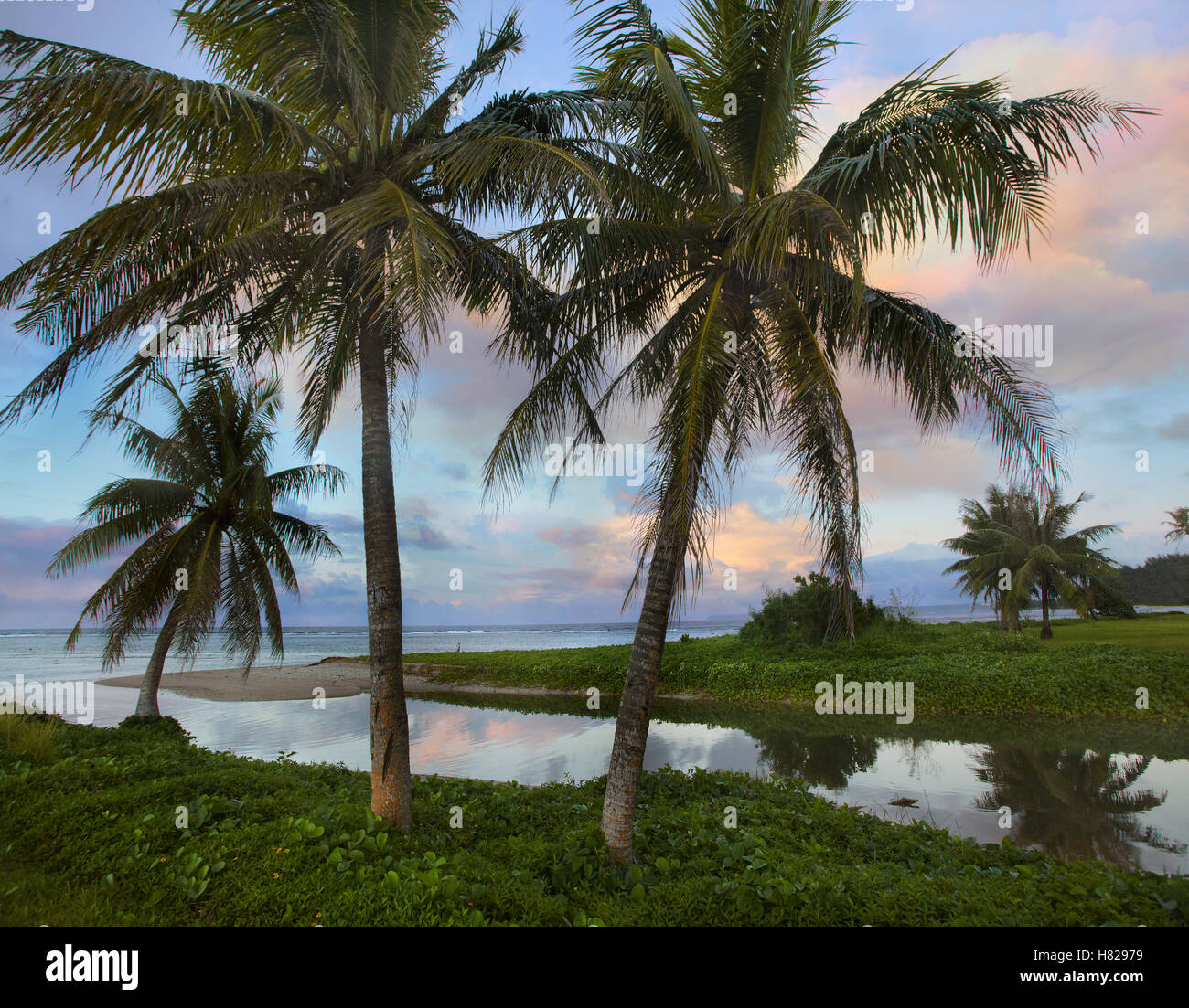 Palm trees, Asan Beach, War in the Pacific National Historic Park, Guam ...