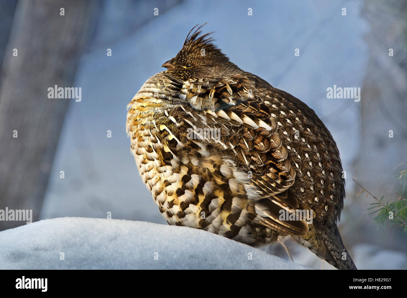 Ruffed Grouse (Bonasa umbellus) sleeping, North America Stock Photo - Alamy